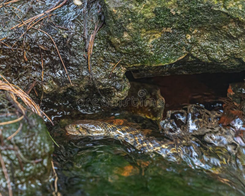 Snake swimming in water stock photo. Image of fauna - 282013674