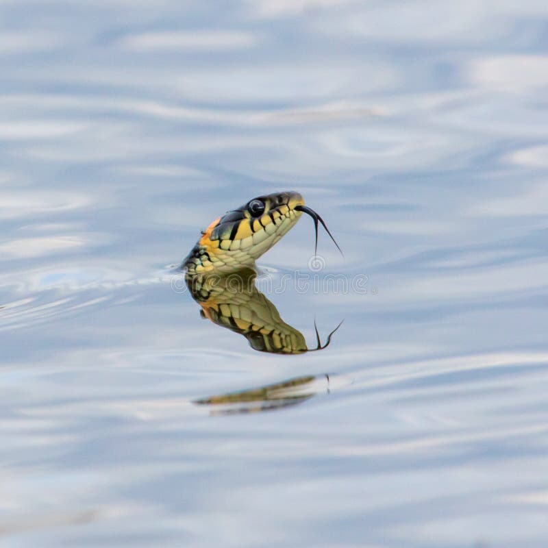 A Snake Swims in the Expanse of Water Stock Photo - Image of nature ...