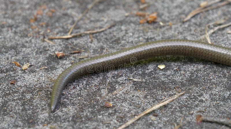 Snake Tail Lies on Ground and Moves Stock Video - Video of animal, lies ...