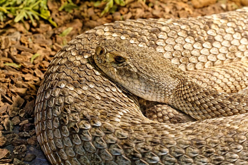 Snake Terrarium Levantine Viper Stock Photos - Free & Royalty-Free ...