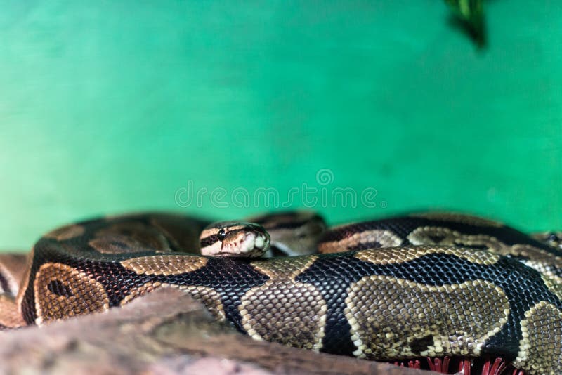 Serpiente Larga Stock Photos - Free & Royalty-Free Stock Photos from ...