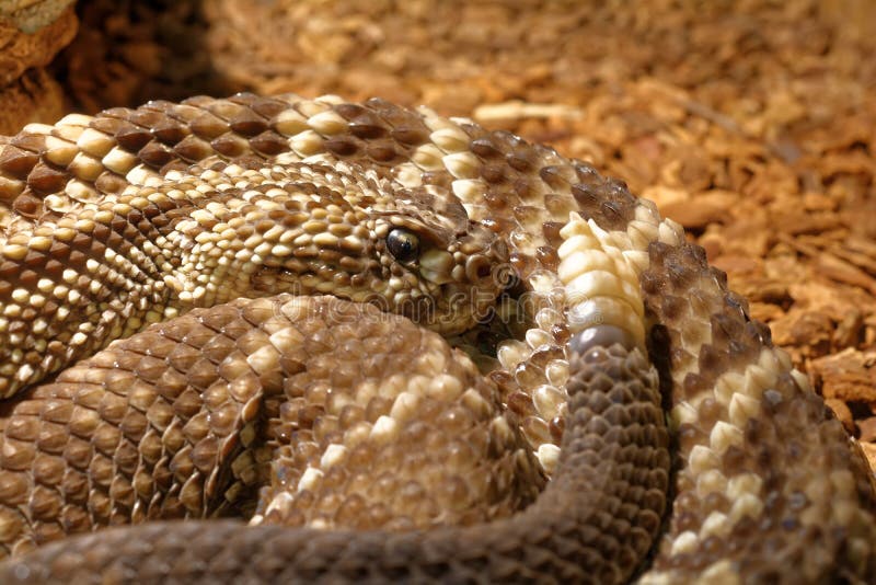 Snake in the Terrarium - Tropical Rattlesnake Stock Photo - Image of ...