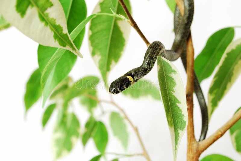 Snake in a Tree stock photo. Image of crawling, nature - 7885232