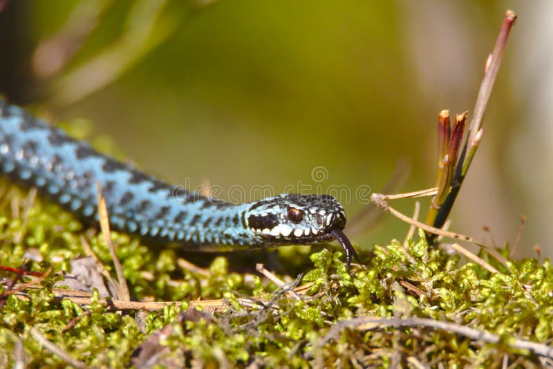 Snake with tongue out stock image. Image of close, adder - 146847429