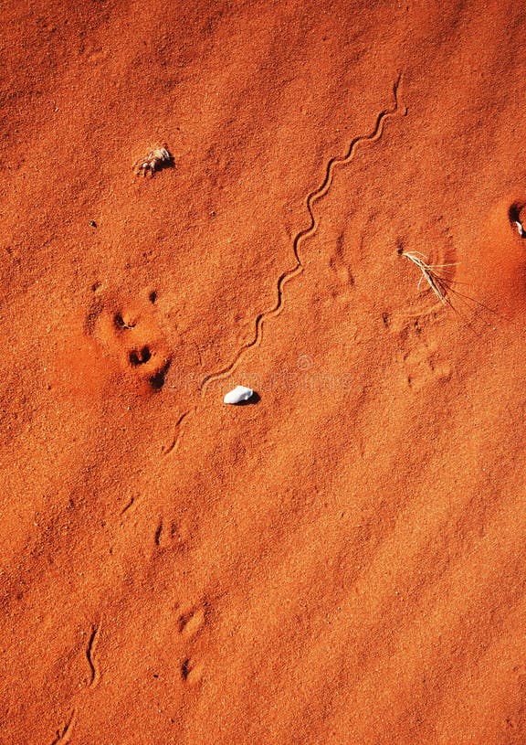 1,718 Australian Snake Stock Photos - Free & Royalty-Free Stock Photos ...