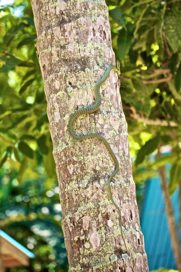 Snake climbing up stock photo. Image of large, coil, scales - 31342184