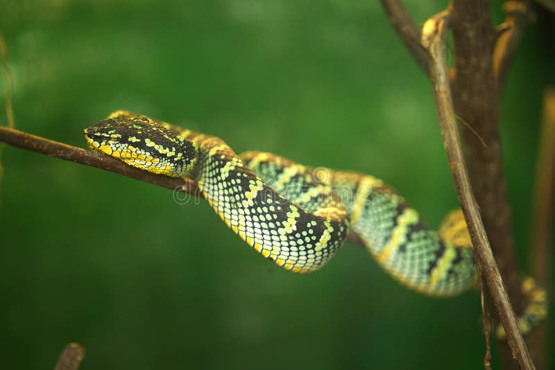 Snake on a tree stock image. Image of yellow, colourful - 2909745