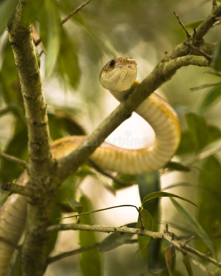 Snake in a Tree stock photo. Image of crawling, nature - 7885232