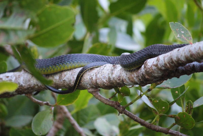 Snake stock photo. Image of black, tree, green, yellow - 82710758