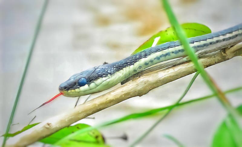 Snake in a Tree stock photo. Image of crawling, nature - 7885232