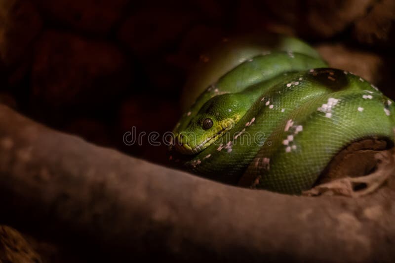 Snake in a tree stock image. Image of indonesia, southeast - 193659295
