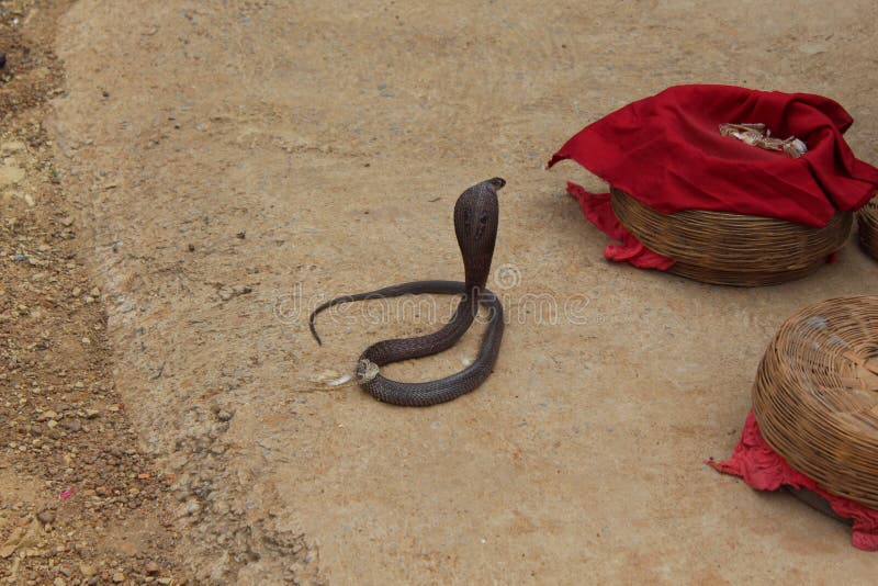 Snake naag lok pharsabahar stock photo. Image of naag - 190235090