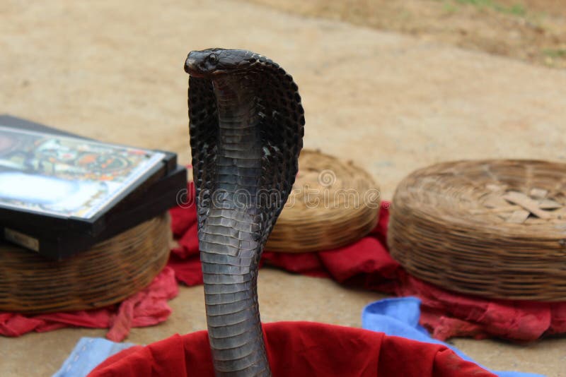 Snake naag lok pharsabahar stock photo. Image of naag - 190235090