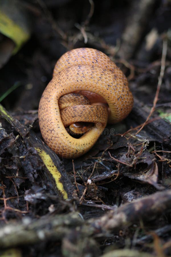 Snake stock image. Image of hidden, animal, wilde, snake - 48893101