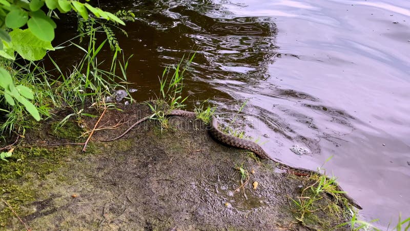 The Snake is Trying To Crawl into the River Stock Video - Video of ...