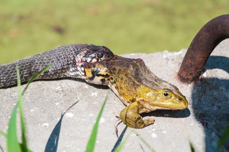 Snake Trying To Swallow a Big Green Frog Stock Photo - Image of ...
