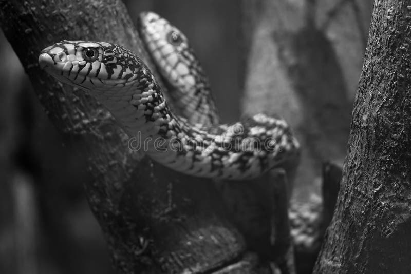 Snake stock photo. Image of snake, wildlife, reptile - 80000196