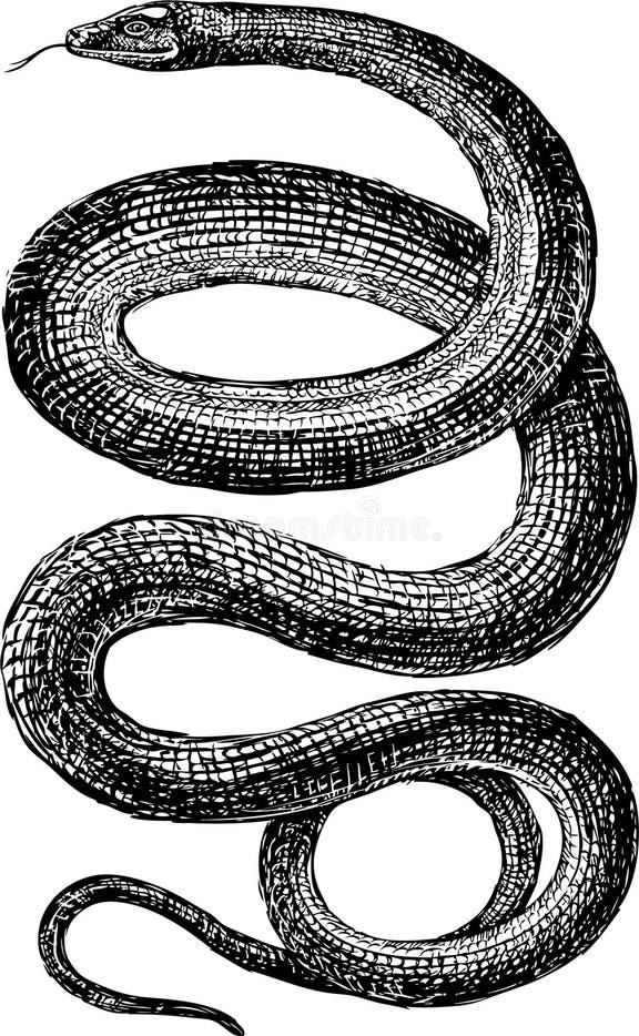 Long Snake Drawing Vector Stock Illustrations – 424 Long Snake Drawing ...