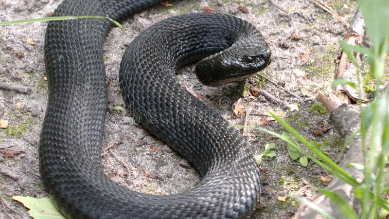 Forest viper snake stock image. Image of venom, skin - 100190503