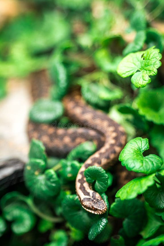 Snake viper on grass stock photo. Image of america, danger - 342299264