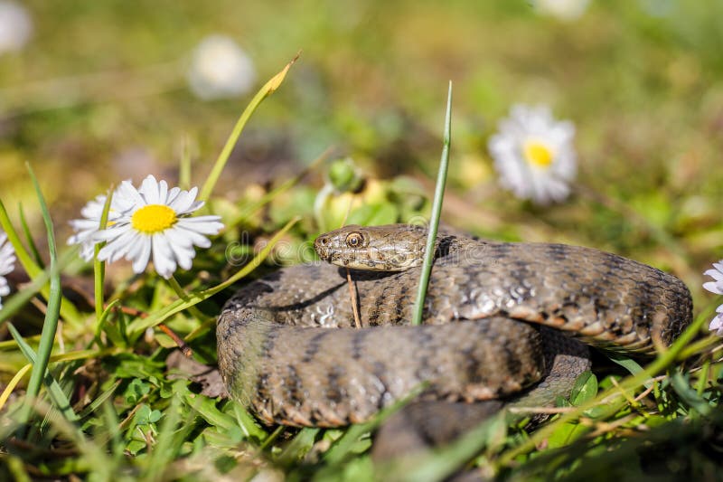 Snake,viper stock image. Image of animal, reptile, fearsome - 70945209
