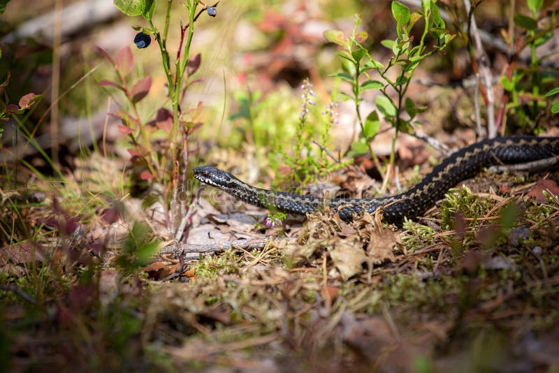 Snake Viper in Summer in the Forest Wildlife Stock Image - Image of ...