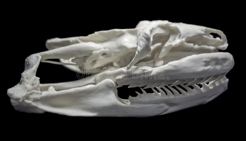 104 Skelett Orm Foton - Gratis och royaltyfria stockfoton från Dreamstime