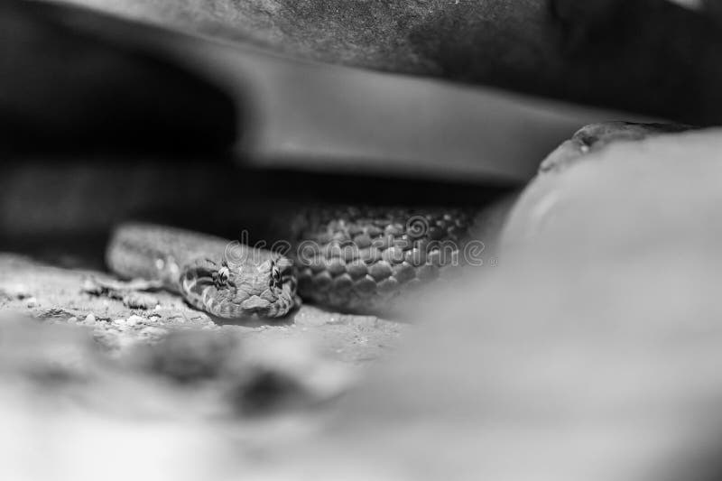 A Snake Waiting for Its Prey in Black and White Stock Image - Image of ...