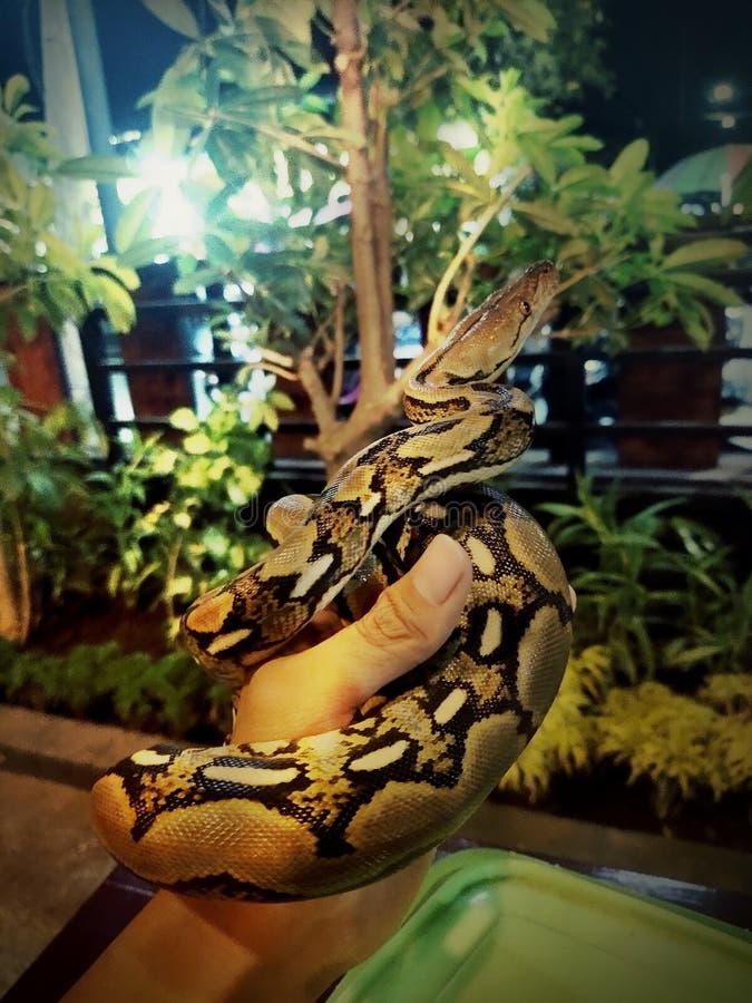 Beautiful little snake stock image. Image of little - 222001249