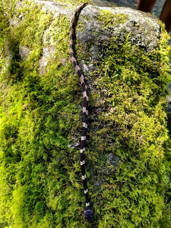 Snake walking on a rocky stock image. Image of life - 164278877