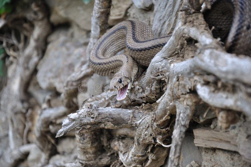 173 Snake Ivy Stock Photos - Free & Royalty-Free Stock Photos from ...