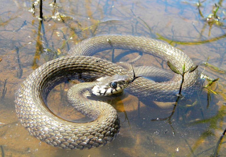Snake in water stock photo. Image of alone, grass, animal - 26558260