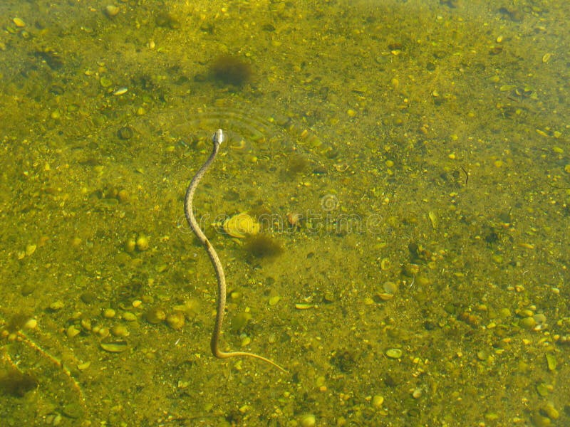 Snake Bottom View Photos - Free & Royalty-Free Stock Photos from Dreamstime