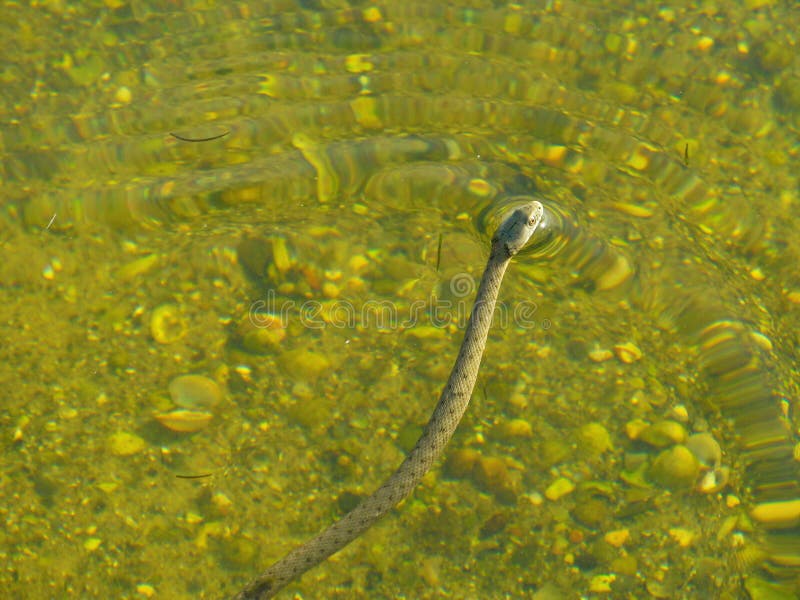 Snake Bottom View Stock Photos - Free & Royalty-Free Stock Photos from ...