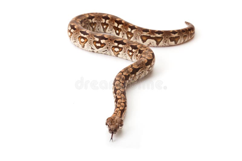 Snake on white background stock image. Image of studio - 42942367