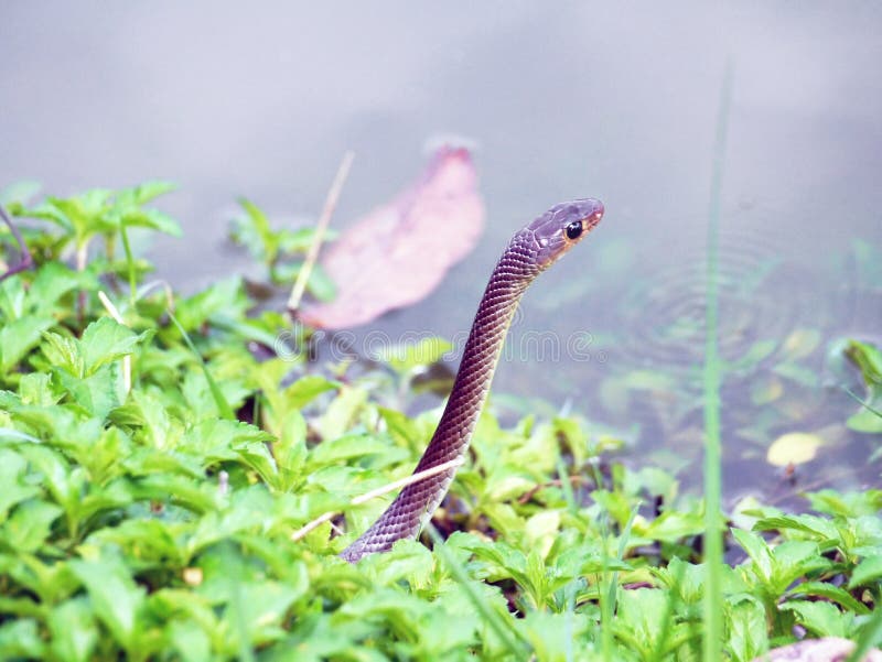 Snake in the wild stock photo. Image of flora, animal - 59786584
