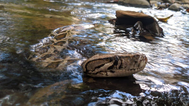 Snake in the wild stock image. Image of water, wild - 262954373