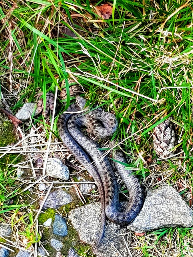Snake stock image. Image of sweden, dangerous, snake - 105158241