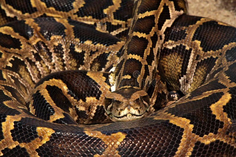 Reptile snake front view stock photo. Image of venom - 100191834