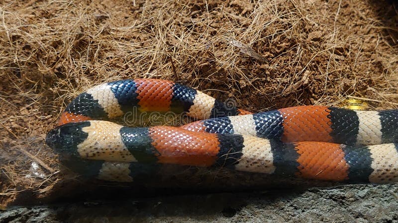 Snake wood red black stock photo. Image of wood, serpent - 265794216