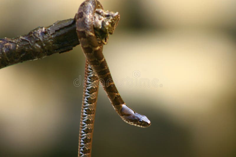 Stick Insect stock photo. Image of camouflage, nature - 22839002