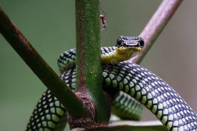 183 Snake Wrapped Up Stock Photos - Free & Royalty-Free Stock Photos ...