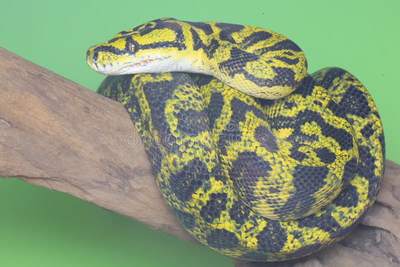 A Snake is Wrapping Its Body on a Log. Stock Photo - Image of wildlife ...