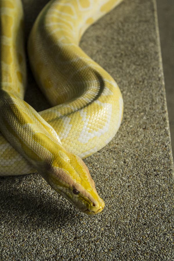 Snake stock photo. Image of detail, portrait, looking - 34722478