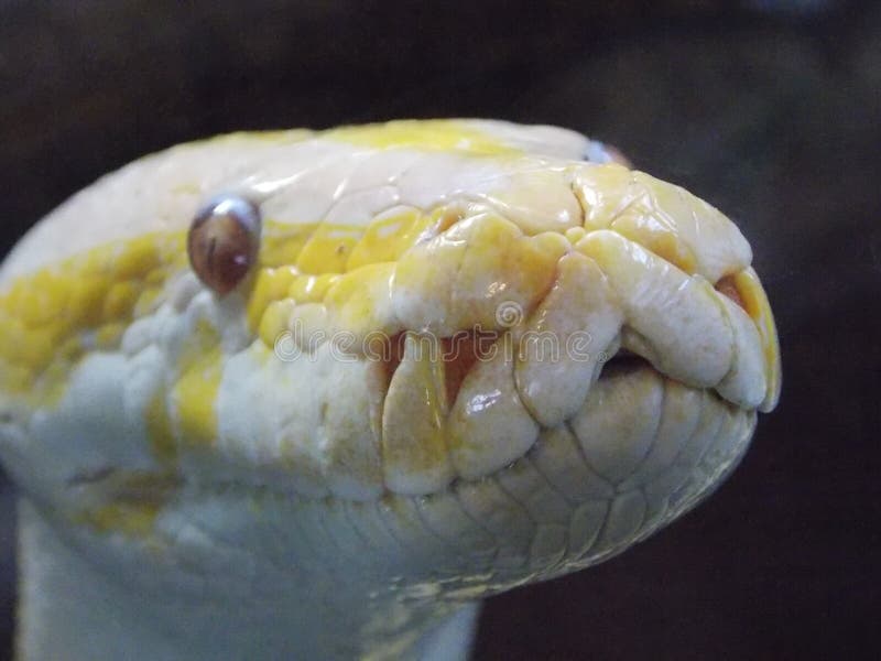 Snake stock photo. Image of yellow, white, wild, snake - 42598138