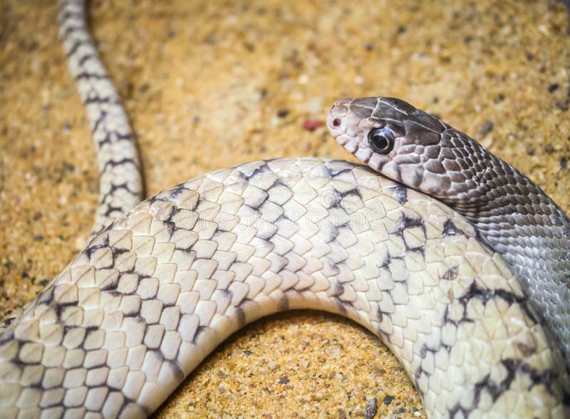 Snake stock photo. Image of viper, predator, reptile - 34327904