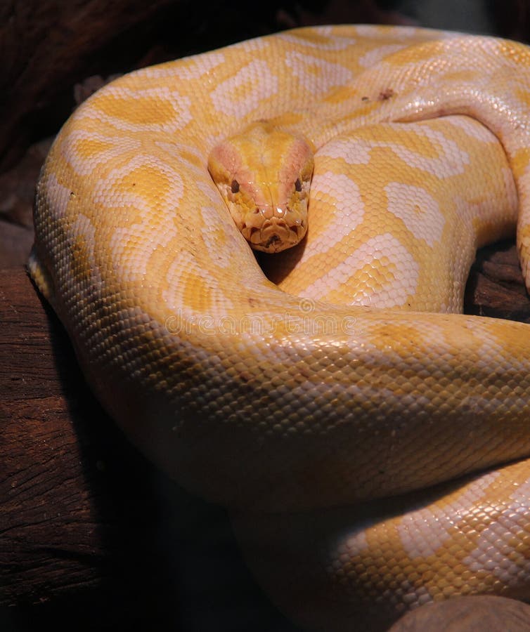 Snake zoo stock photo. Image of thailand, danger, timber - 23474152