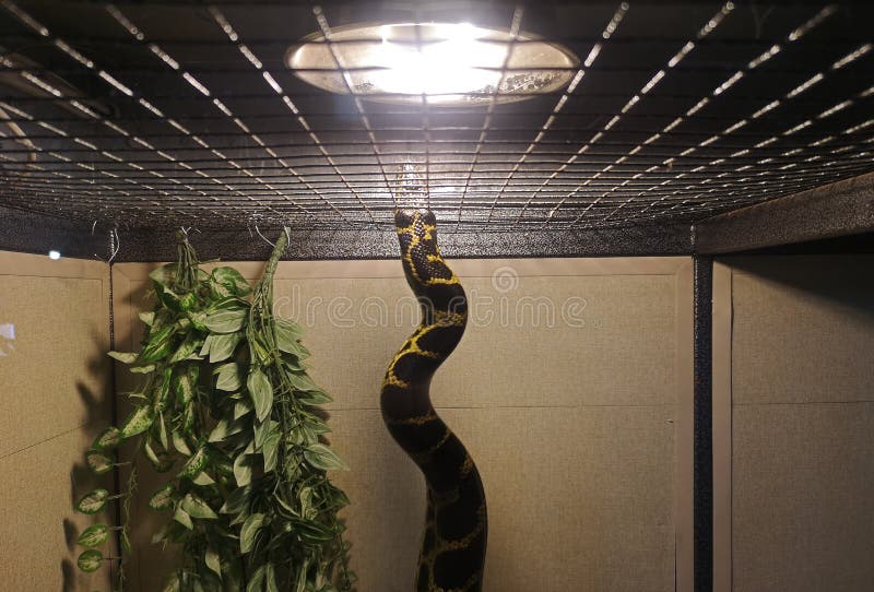 Anaconda in Captivity: Transportation of a Python in a Box, a Cage ...