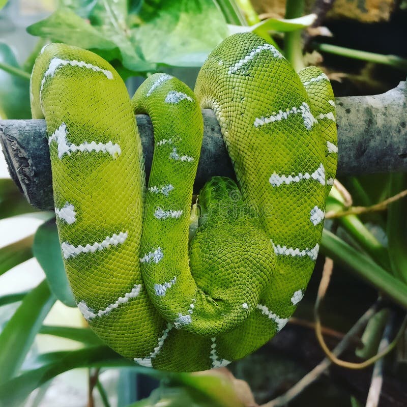 Snake Zoo Green Beautiful Animal Stock Photo - Image of animal, green ...