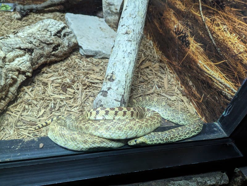 Snake zoo tank stock image. Image of carving, turtle - 265250749